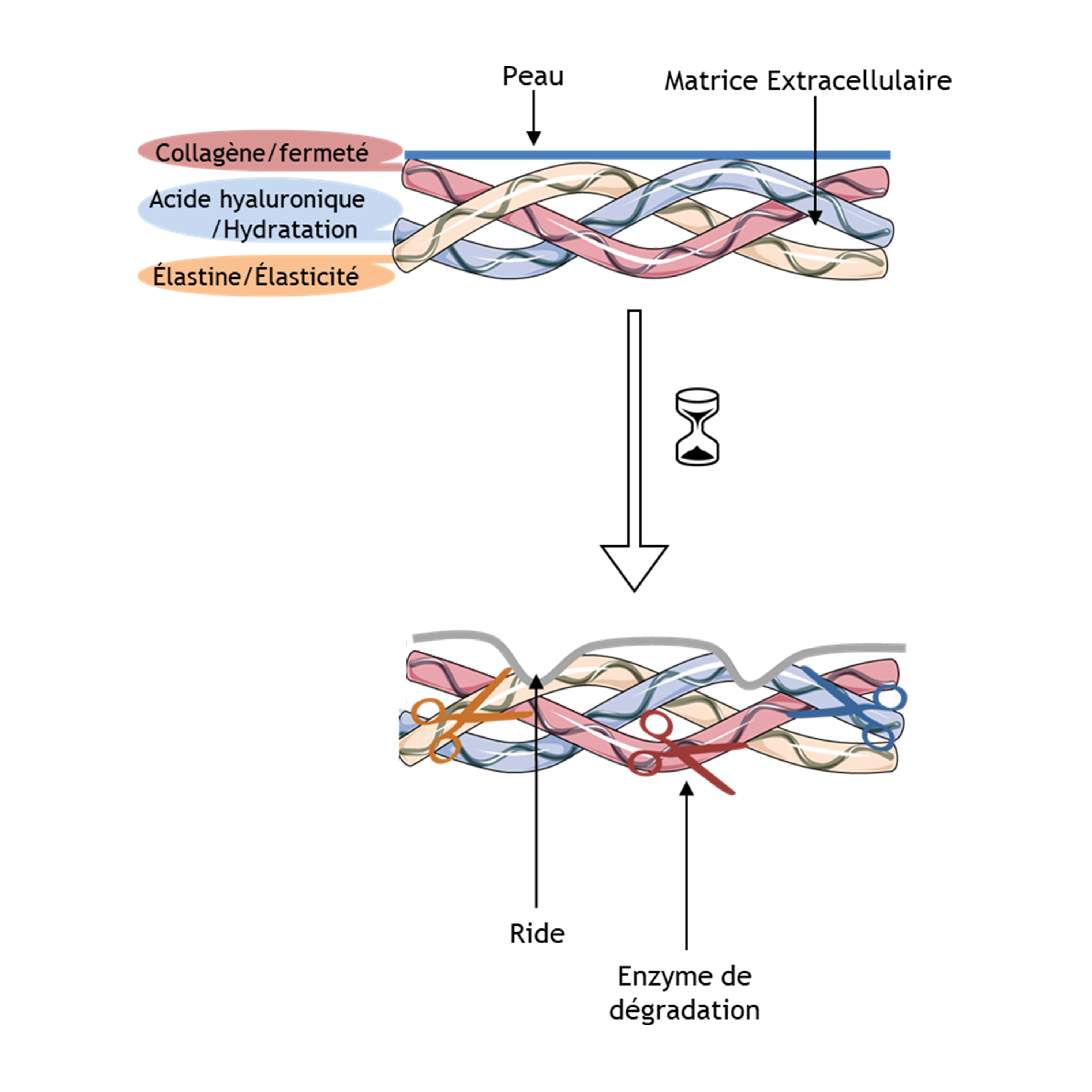 Focus sur la matrice extra-cellulaire : comment se forment les rides